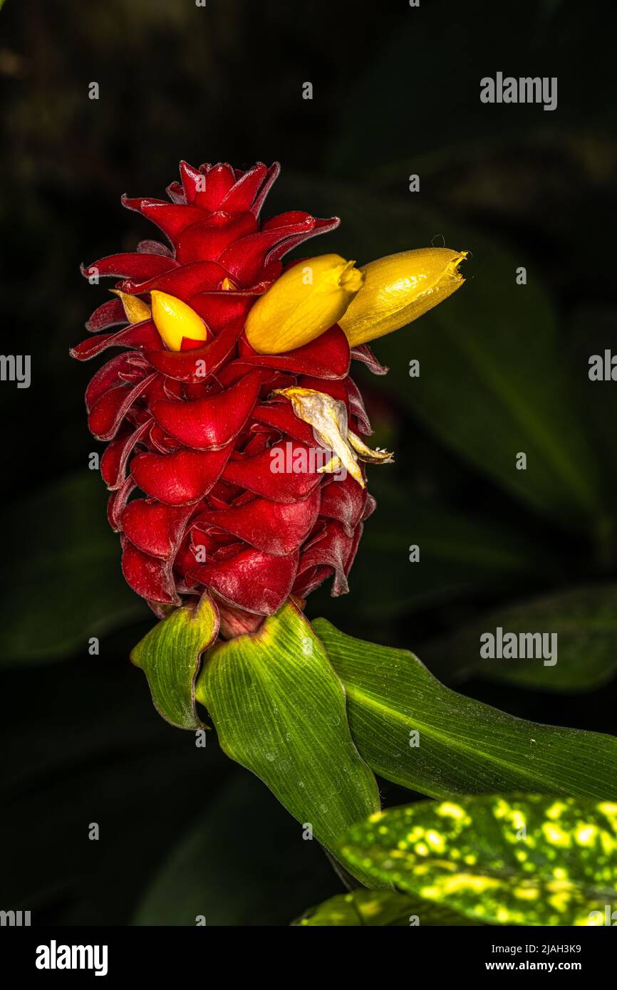 Flowers of Gold Dust Tree (Aucuba japonica ‘Variegata’ Stock Photo - Alamy