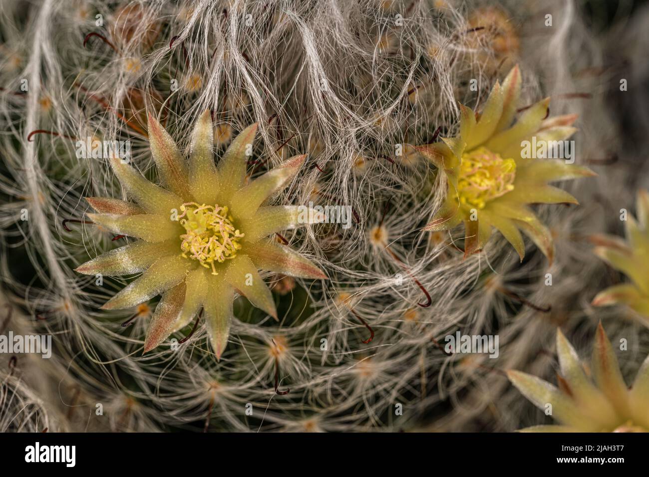 Flowers of Powder Puff Cactus (Mammillaria bocasana Stock Photo - Alamy