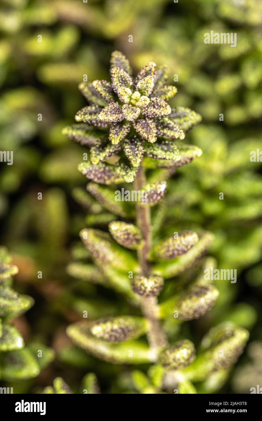 Leaves of Cobweb Plant (Monanthes muralis Stock Photo - Alamy