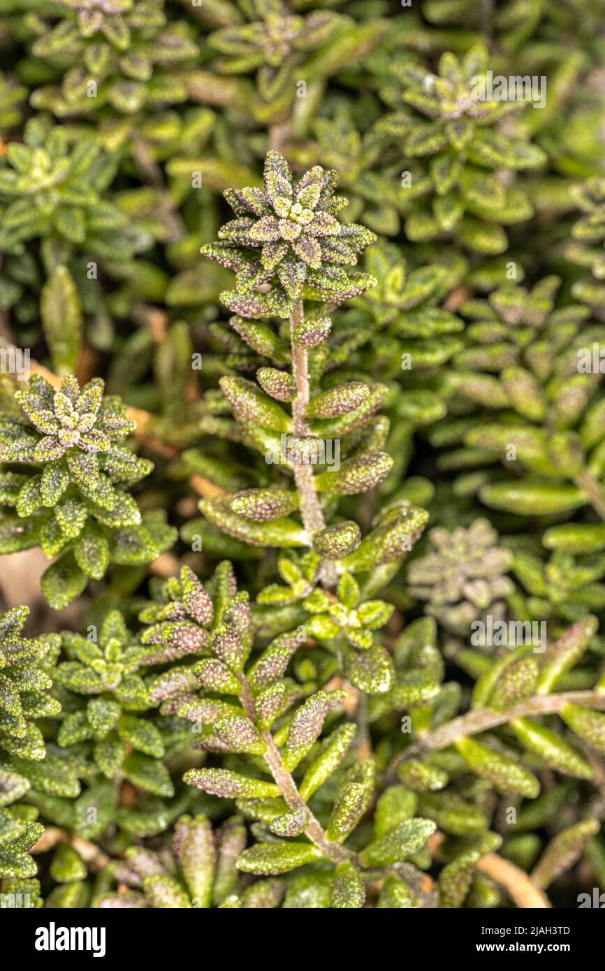 Leaves of Cobweb Plant (Monanthes muralis Stock Photo - Alamy