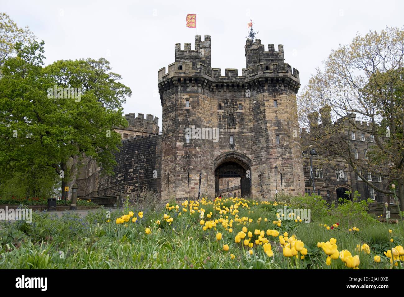 Lancaster Castle entry with yellow tulips, is a medieval castle and ...