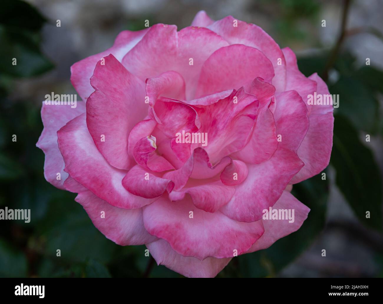Typical flowers of the Italian peninsula Stock Photo - Alamy