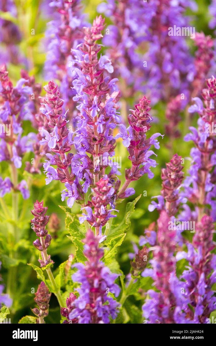 Salvia "Bordeau Steel Blue!" Salvia superba, Meadow Sage, Pink, Sage ...