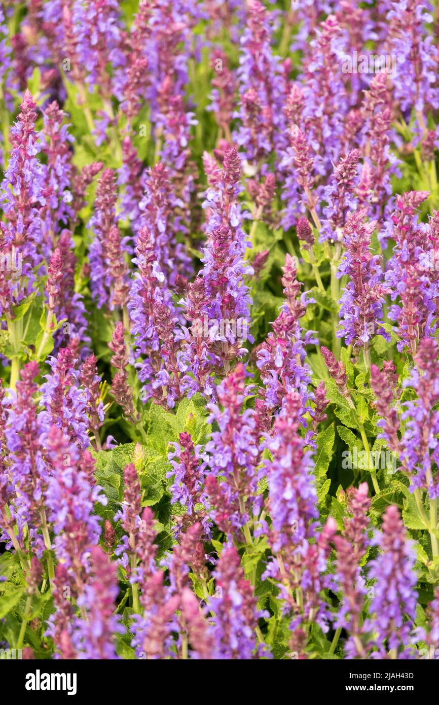 Salvia "Bordeau Steel Blue" Purple,Salvias Stock Photo - Alamy