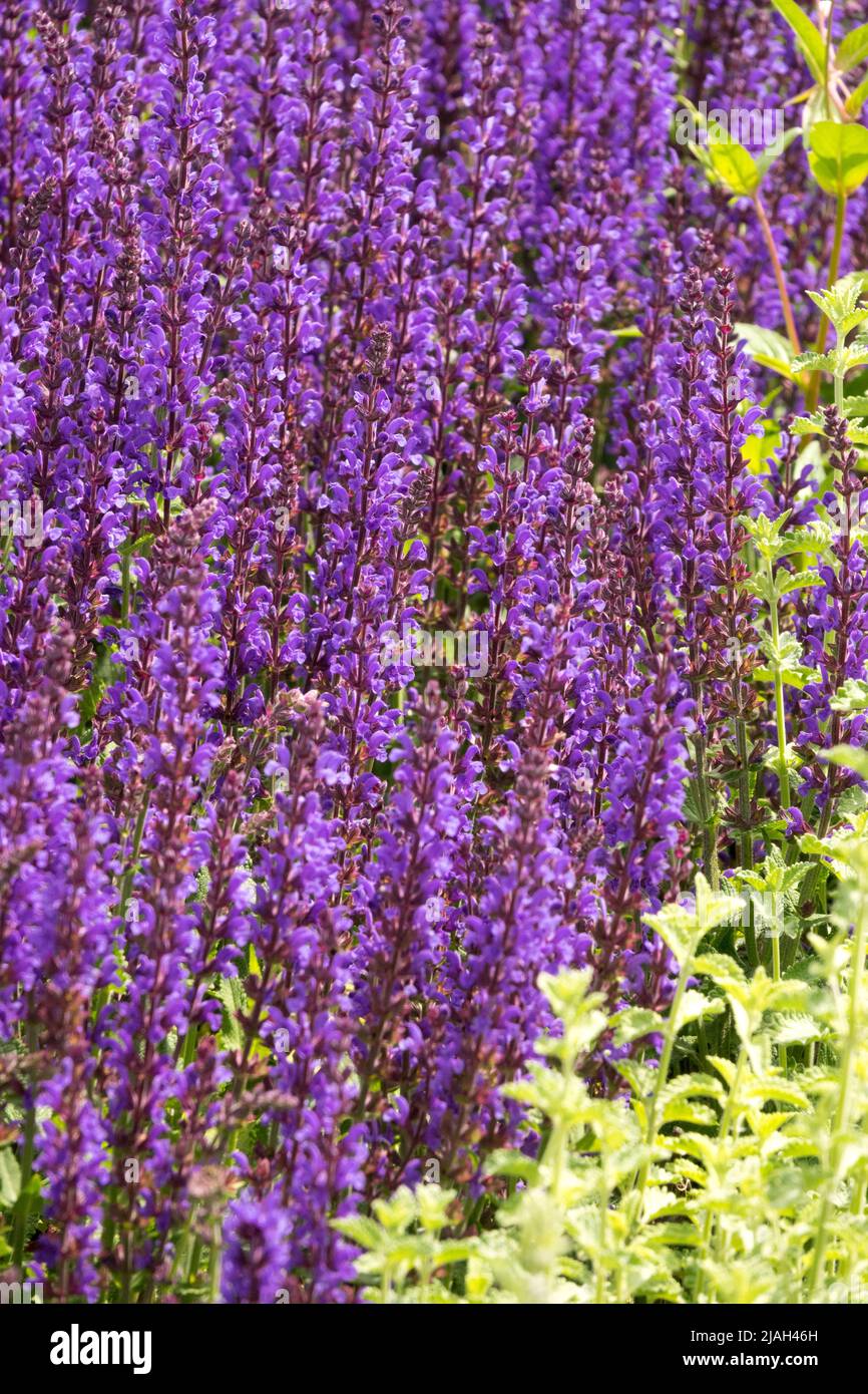 Salvia nemorosa, Meadow Sage, Salvia "Salute deep blue", Purple, May ...