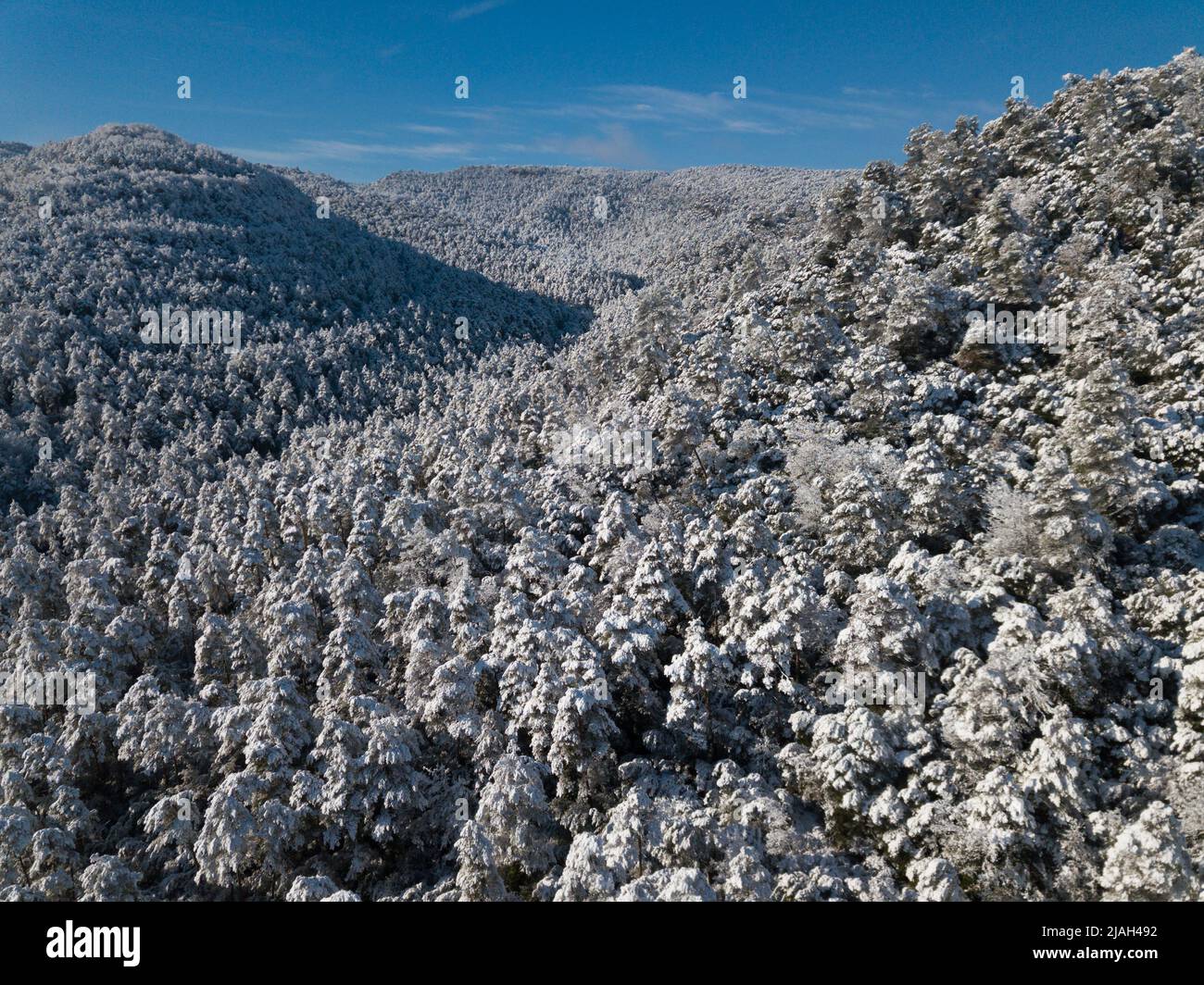 Winter landscape with pine trees covered with snow Stock Photo - Alamy