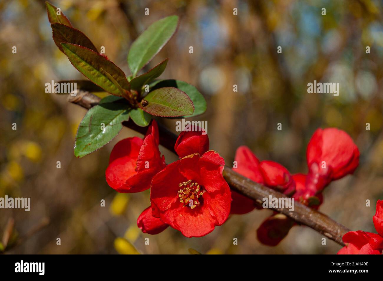 Typical flowers of the Italian peninsula Stock Photo - Alamy