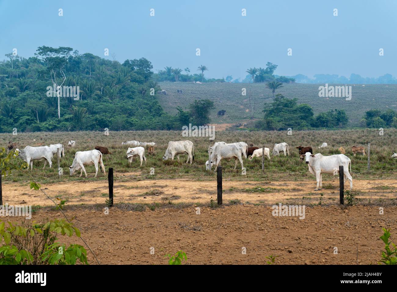 Cattle Ranchers Amazon