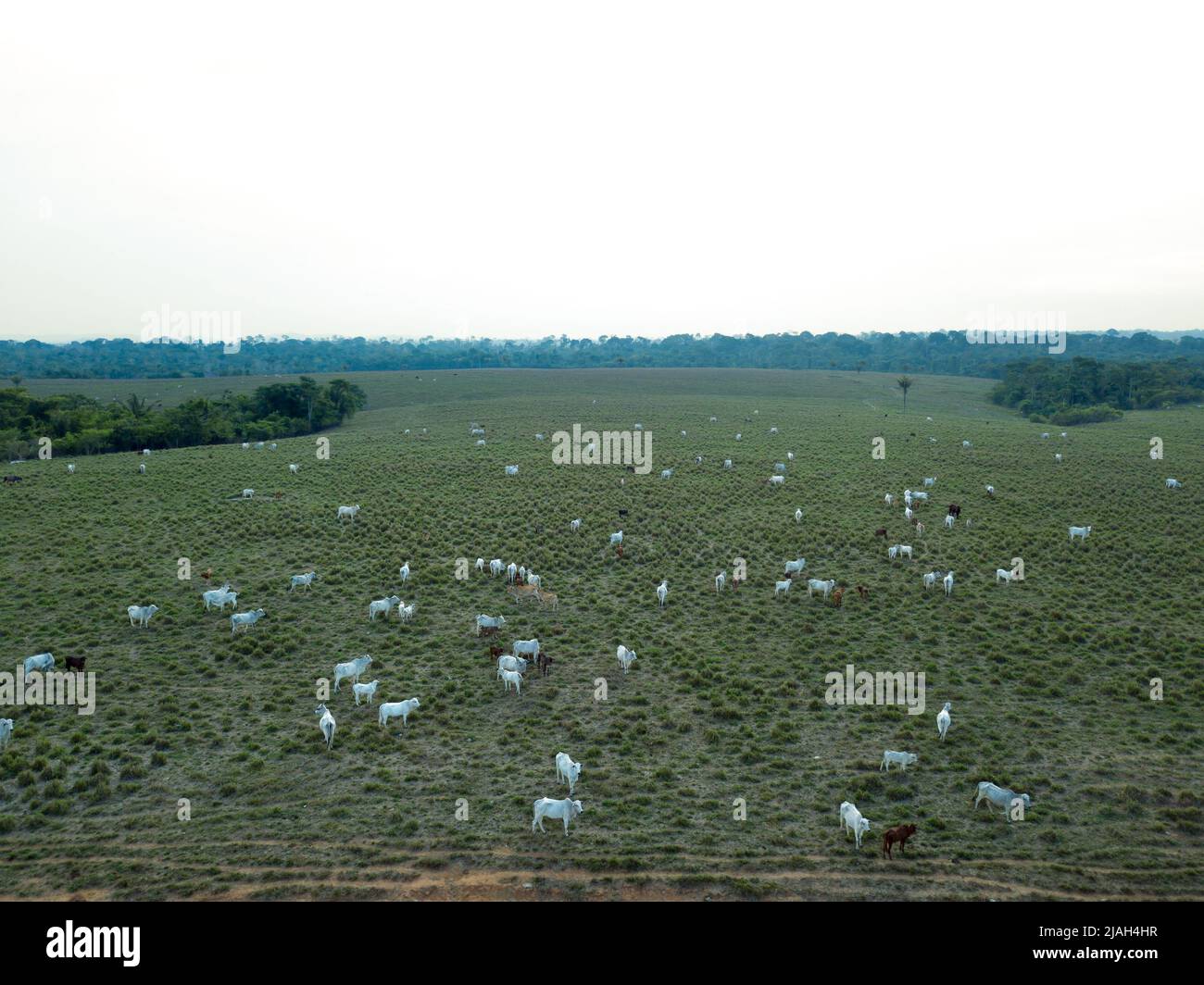 Beef farming rainforest hi-res stock photography and images - Alamy