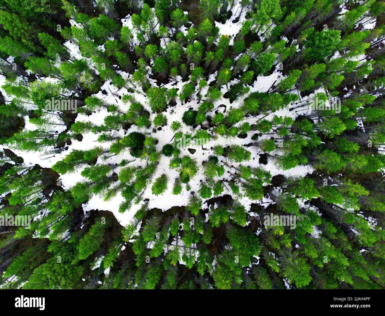 Flying above top pine trees hi-res stock photography and images - Alamy