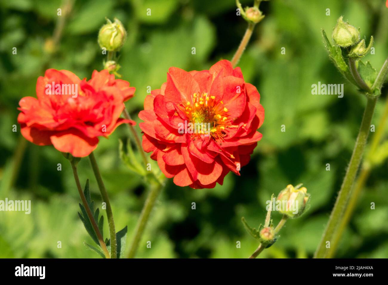 Red Geum "Feuerball", Geum chilolense Stock Photo - Alamy