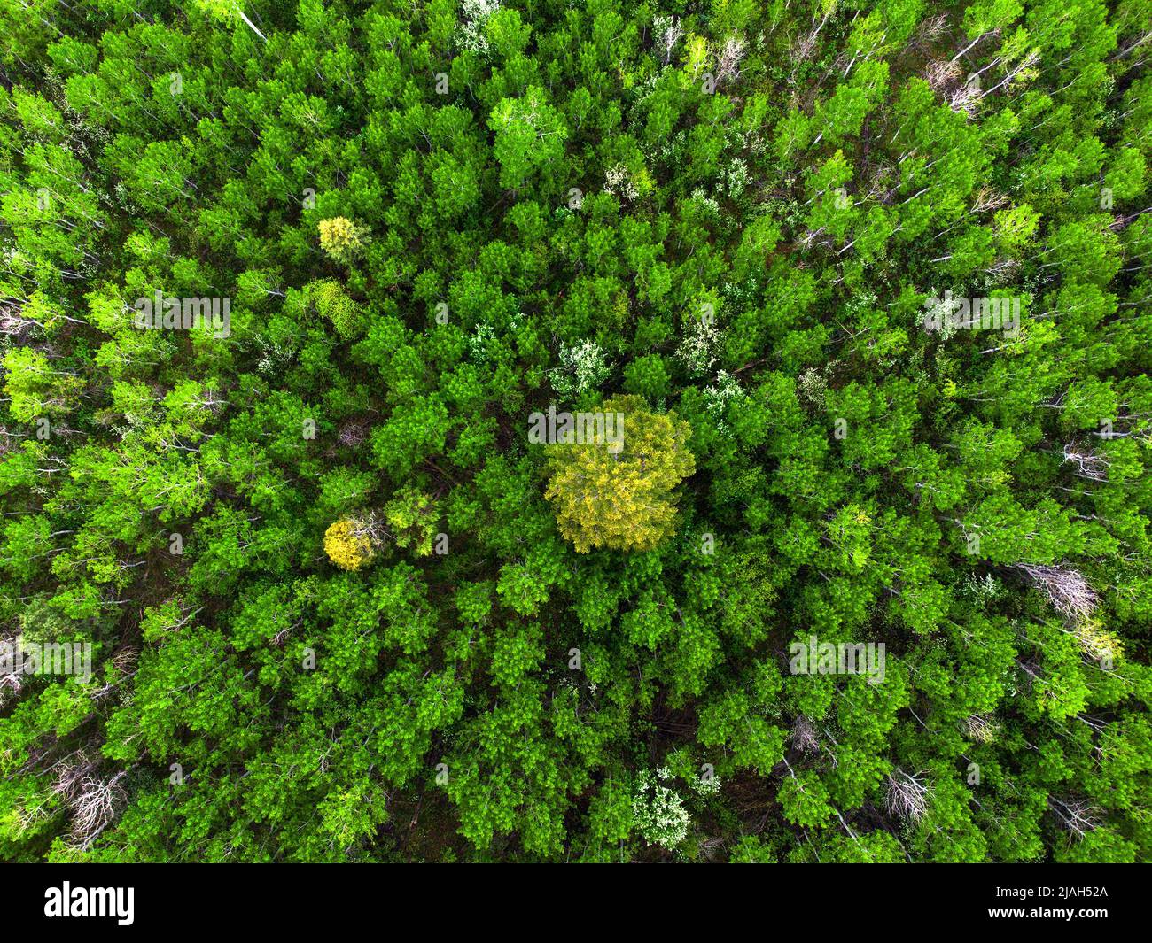 Forest from above wallpaper hi-res stock photography and images - Alamy