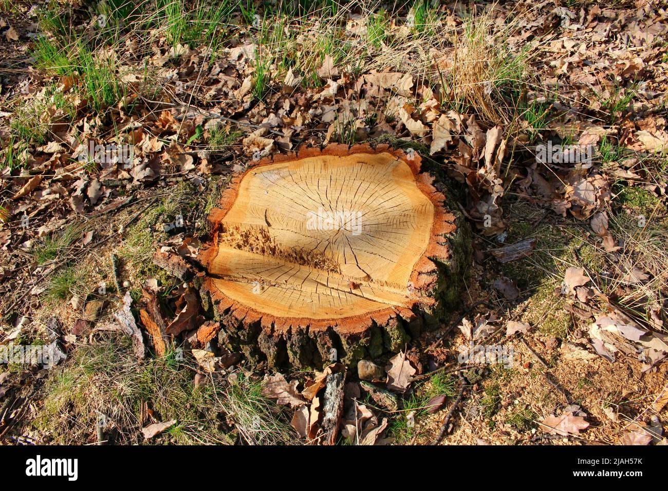 Fresh cut tree in detail with bark and leafs around Stock Photo - Alamy