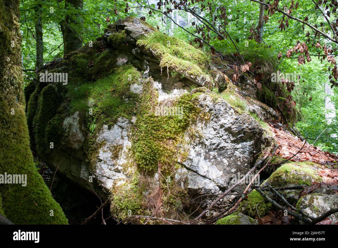 Giant rock covered with moss in the forest Stock Photo - Alamy