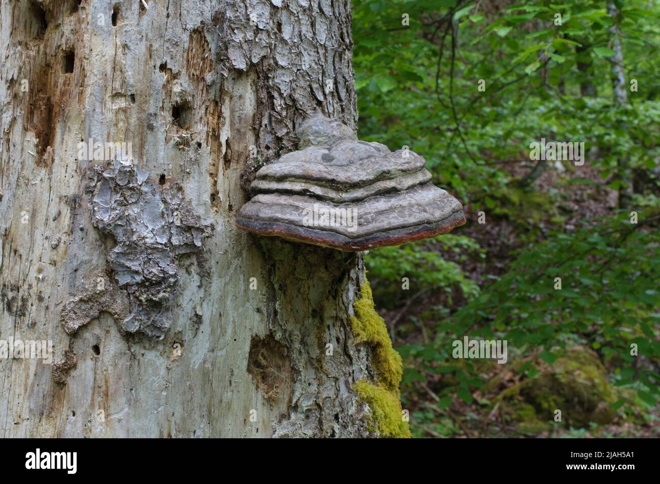Tree with mushroom hi-res stock photography and images - Alamy