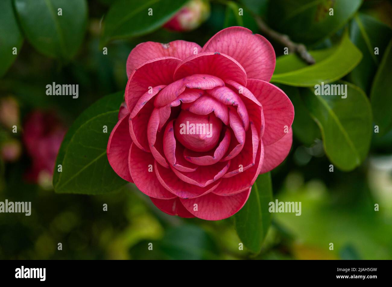 Typical flowers of the Italian peninsula Stock Photo - Alamy