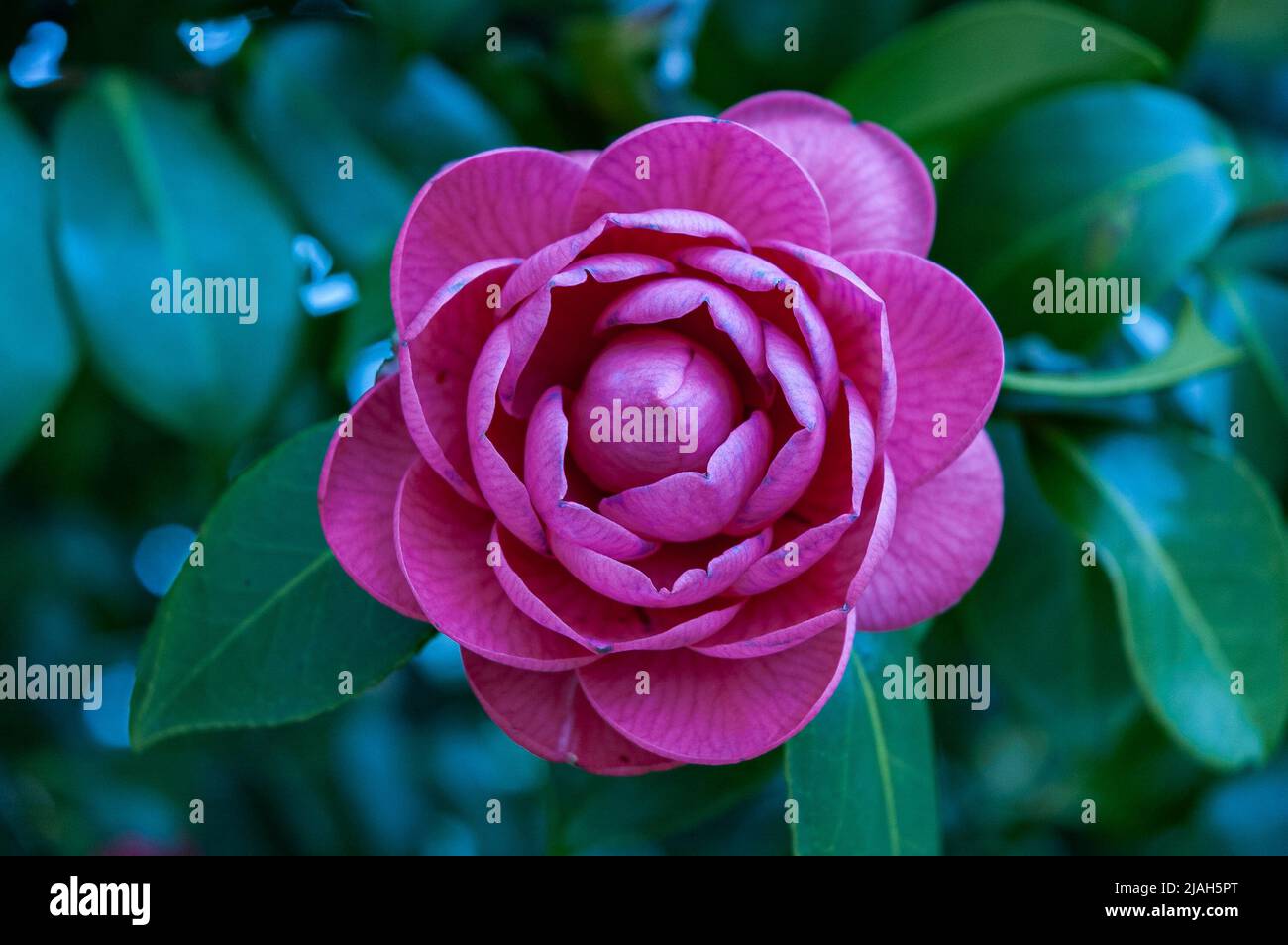 Typical flowers of the Italian peninsula Stock Photo - Alamy