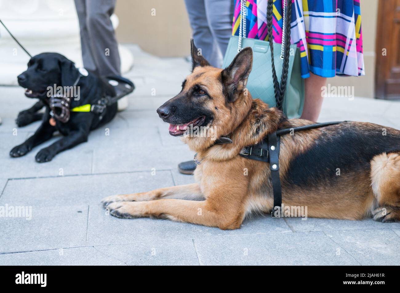 Guide dogs with owners for walks. Meeting blind people Stock Photo - Alamy