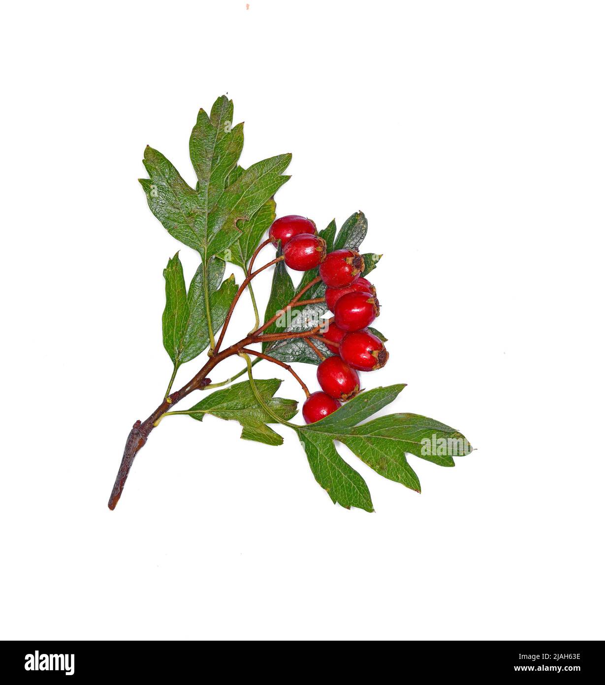 Autumnal leaf color and berries of Hawthorn,Crataegus Douglasii ...
