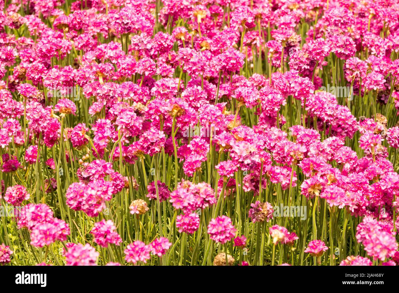 Nifty thrifty hi-res stock photography and images - Alamy