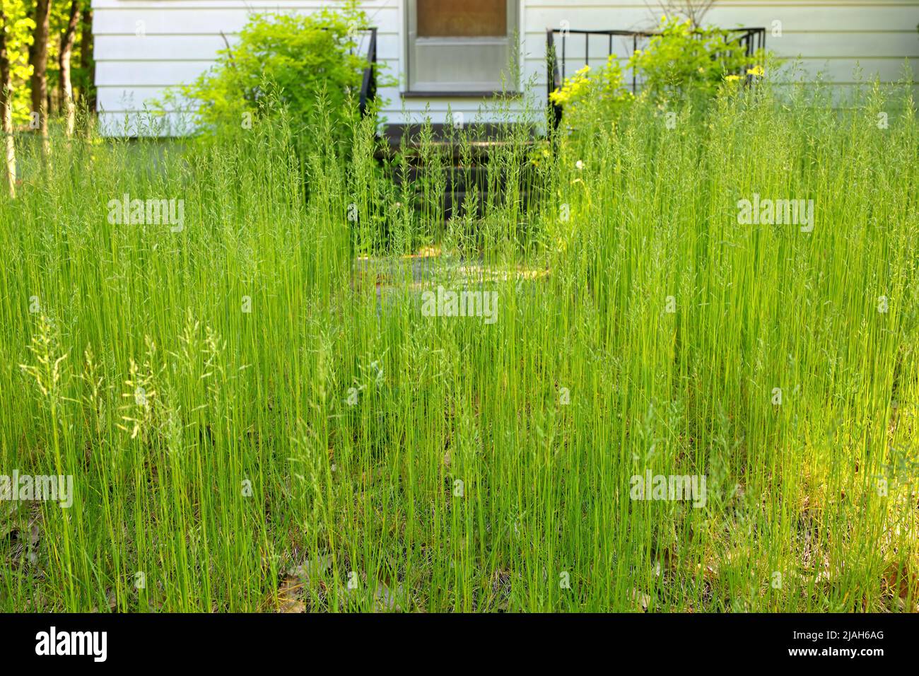 An extremely Overgrown grass lawn in front of a home or cottage in need ...