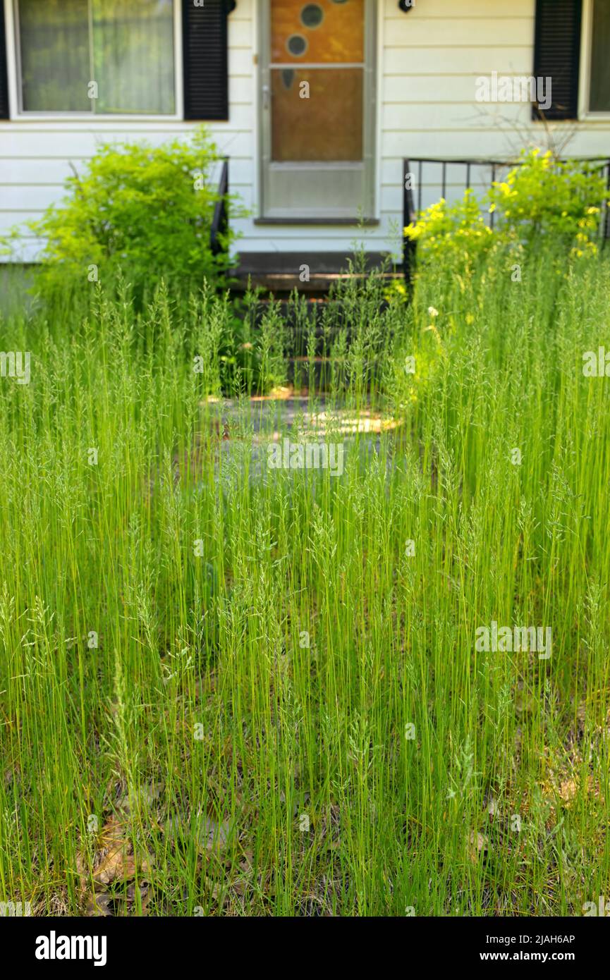 Overgrown Grass