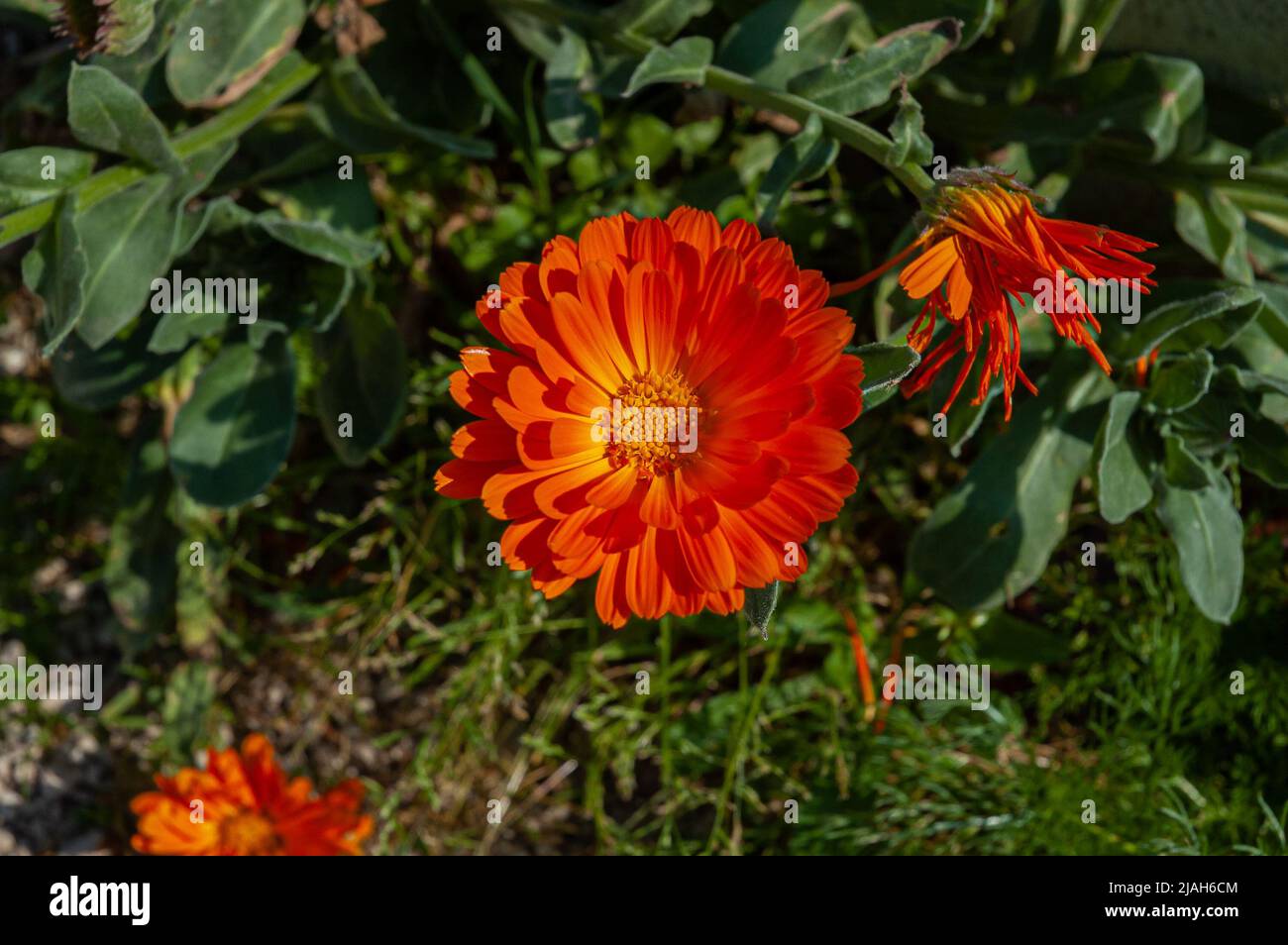 Typical flowers of the Italian peninsula Stock Photo - Alamy