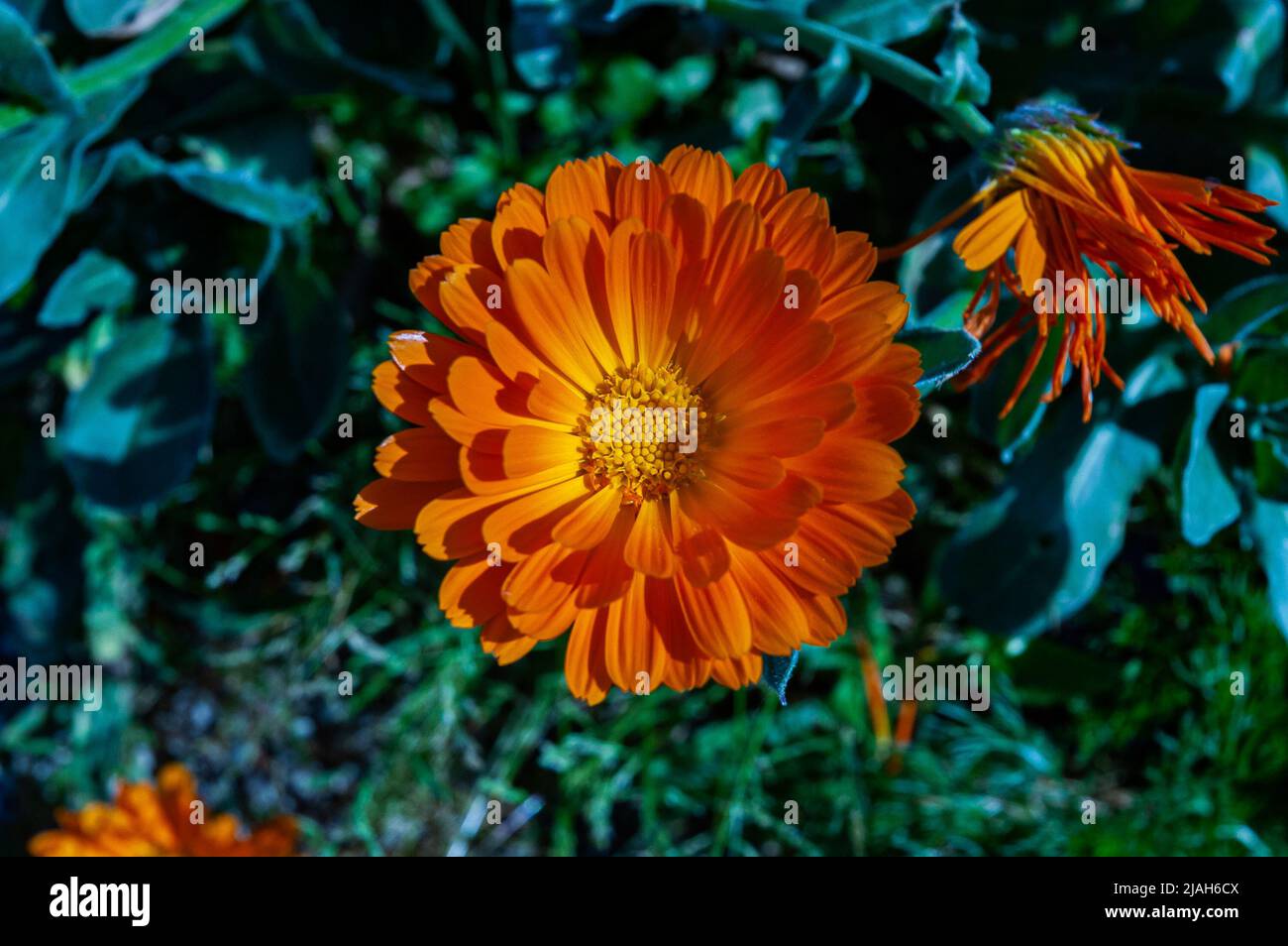 Typical flowers of the Italian peninsula Stock Photo - Alamy
