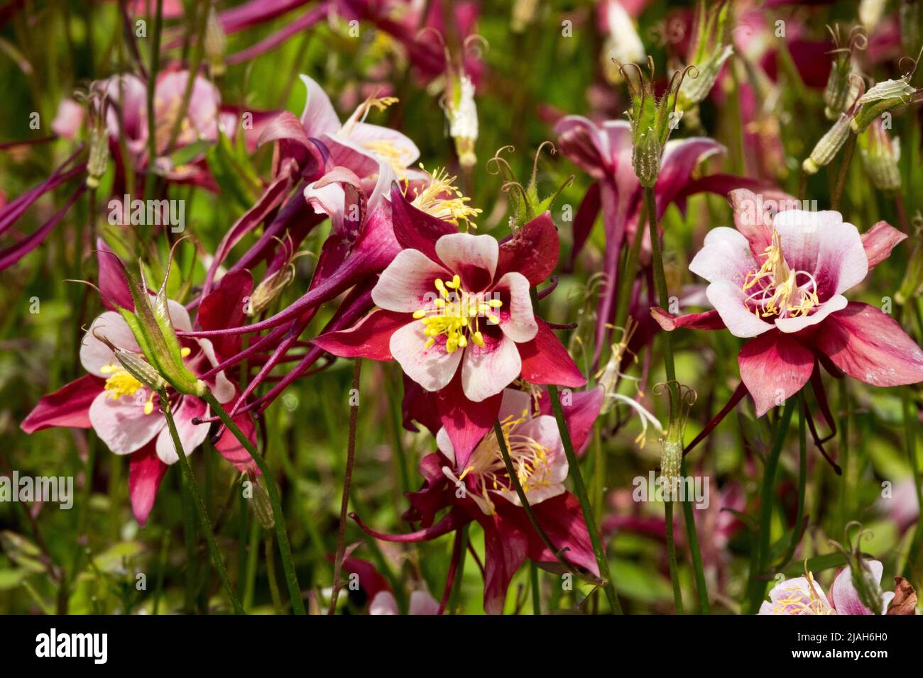 Common columbine, European columbine, Columbines, Aquilegia caerulea ... Common columbine, European columbine, Columbines, Aquilegia caerulea ...
