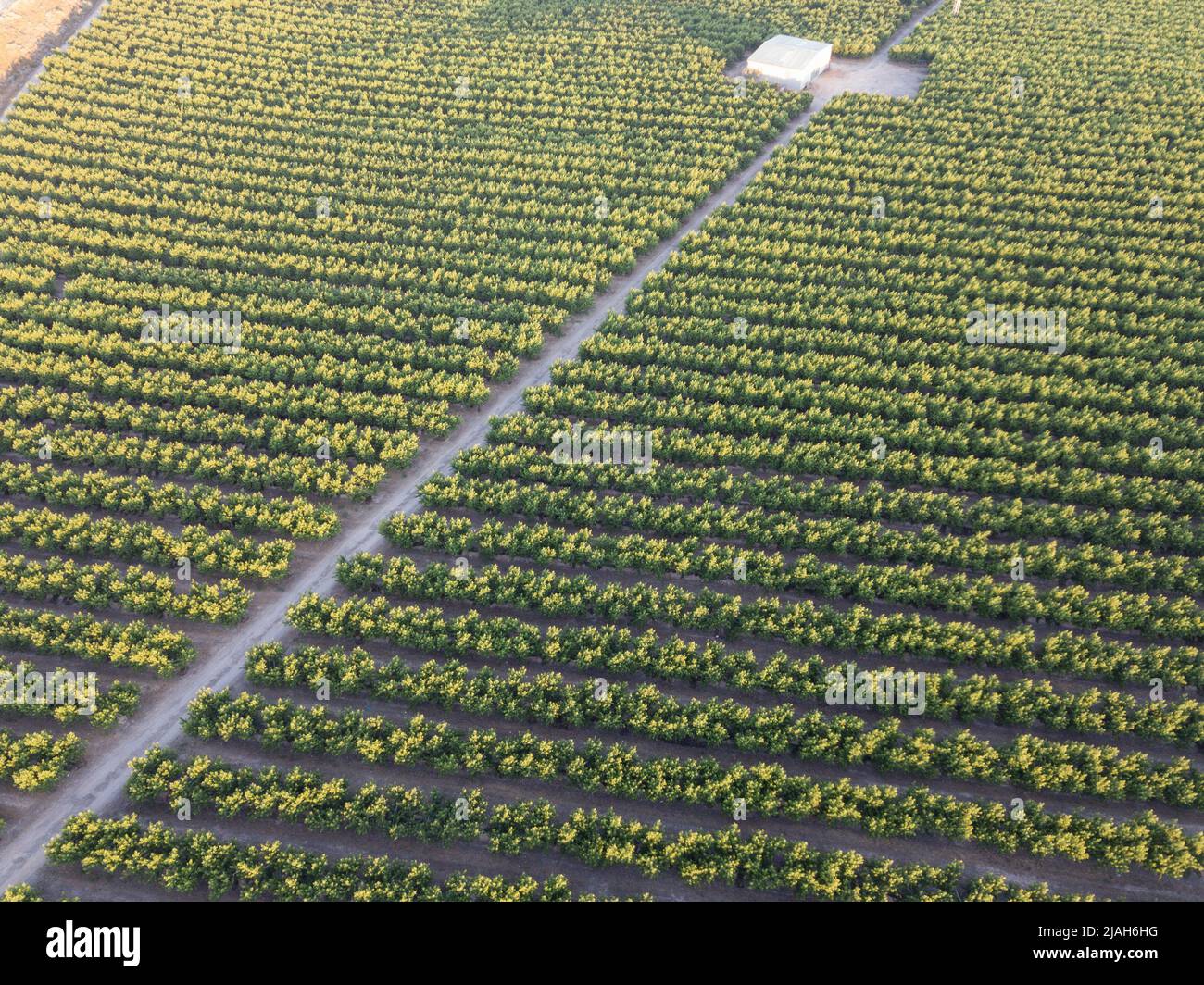 Aerial view peach orchard hi-res stock photography and images - Alamy