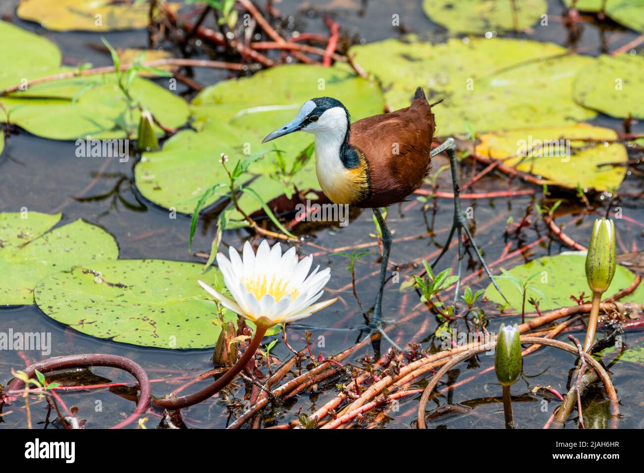 African Jacana bird on lily pads of Okavango Delta river, Botswana ...