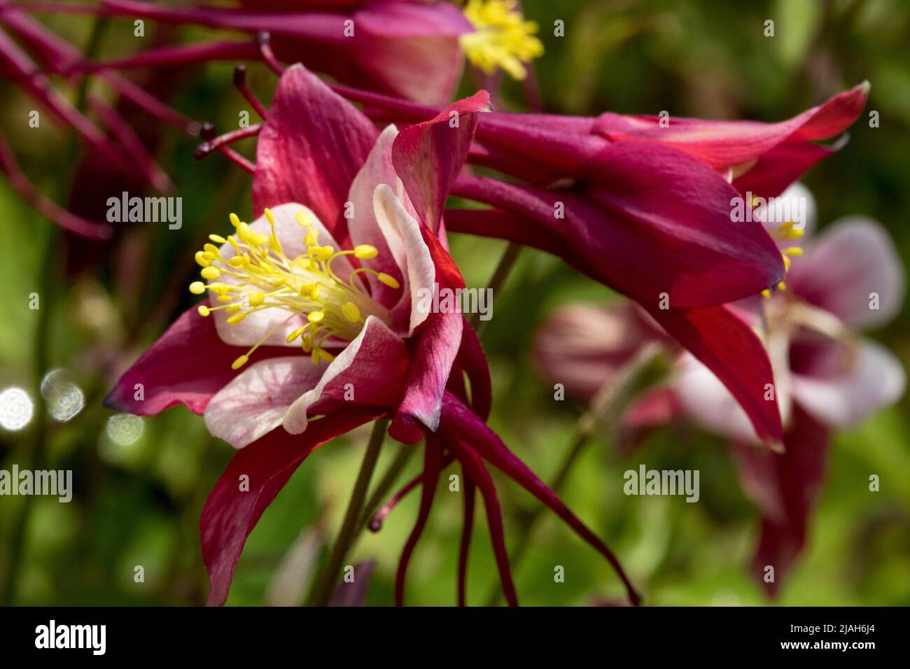Common columbine, European columbine, Columbines, Aquilegia caerulea ...