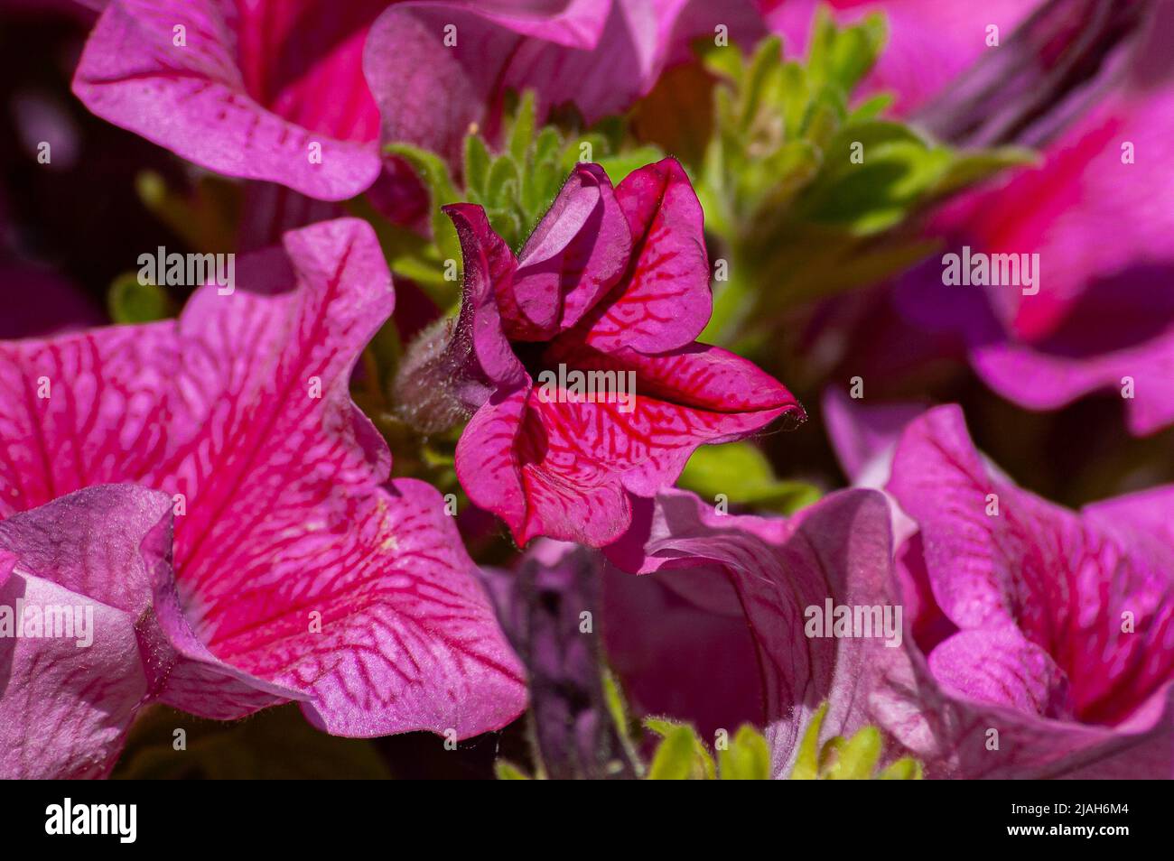 Typical flowers of the Italian peninsula Stock Photo - Alamy