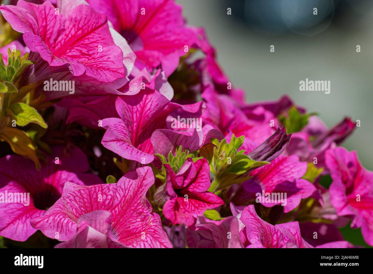 Typical flowers of the Italian peninsula Stock Photo - Alamy