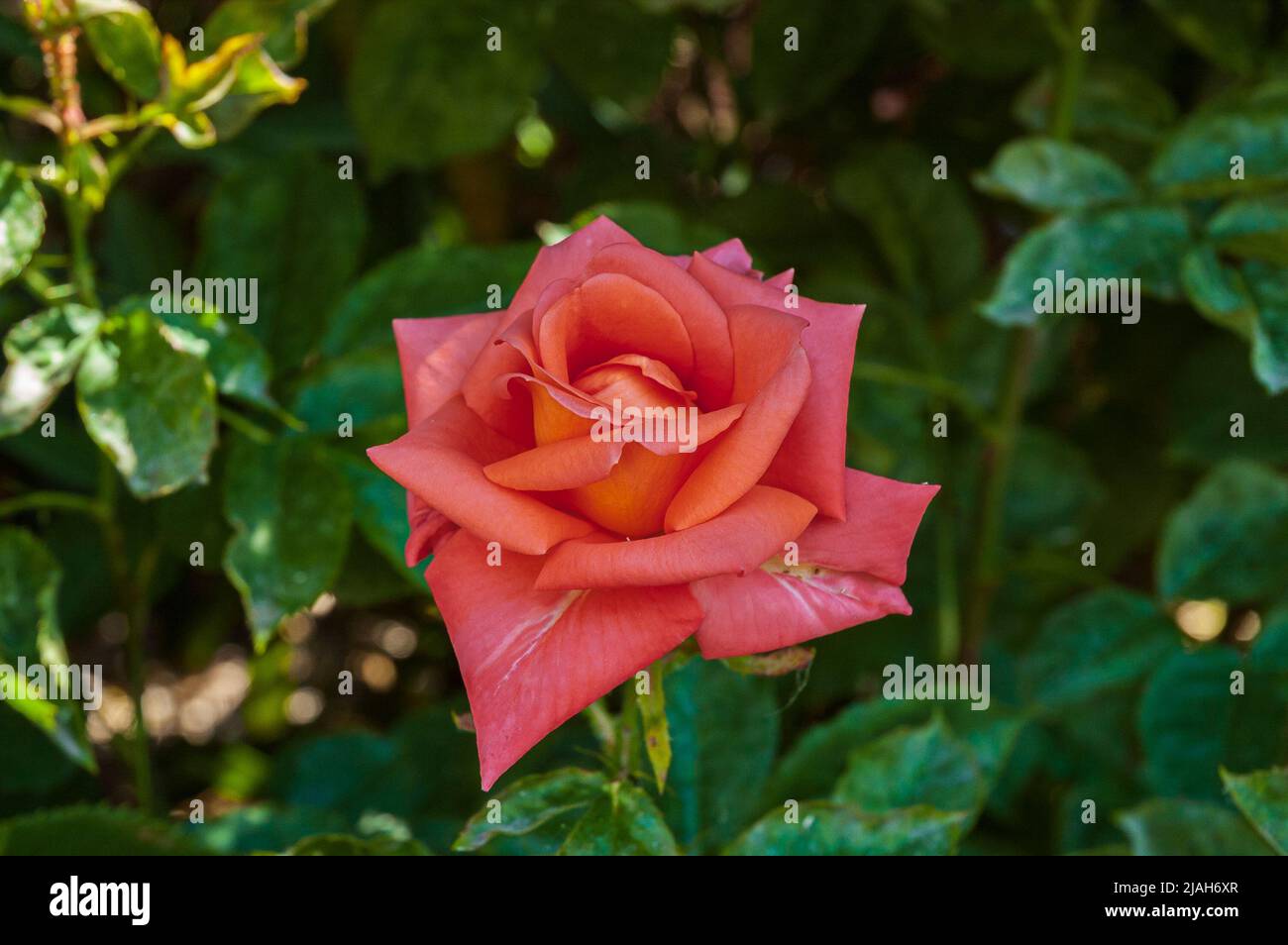 Typical flowers of the Italian peninsula Stock Photo - Alamy