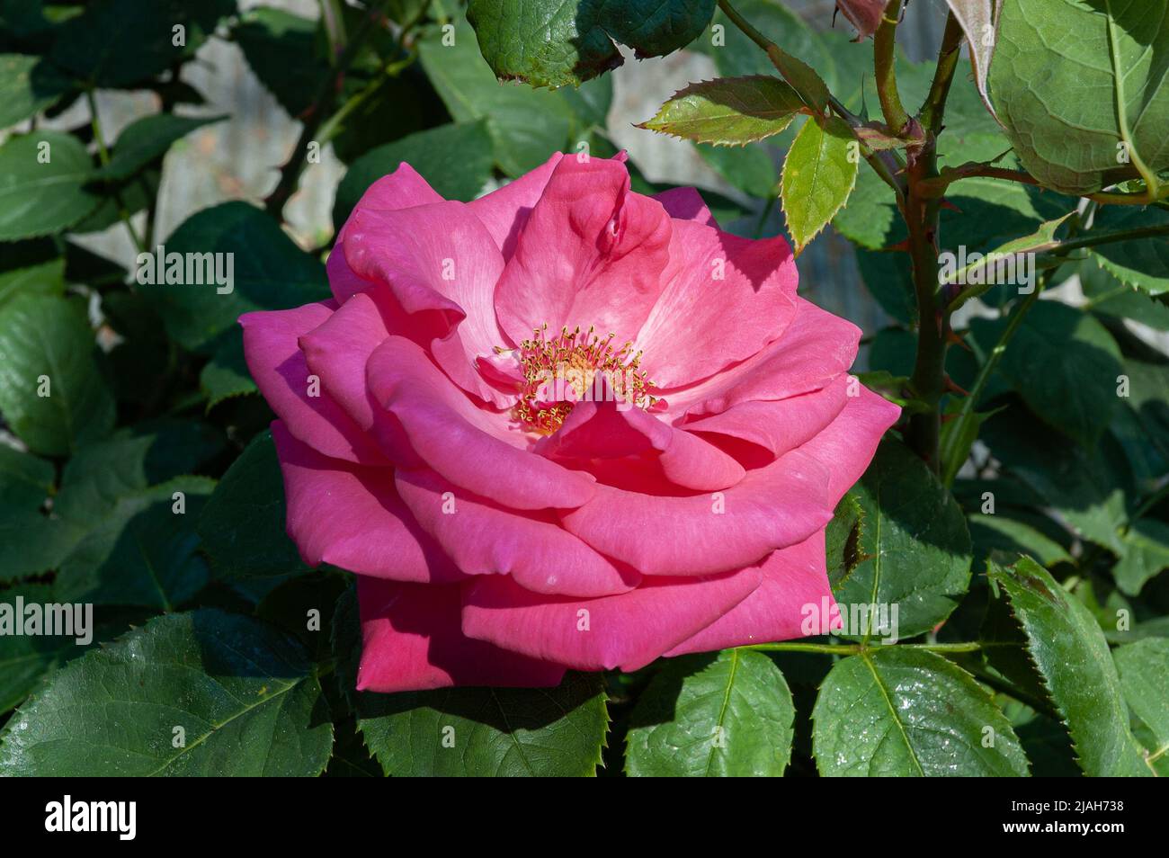 Typical flowers of the Italian peninsula Stock Photo - Alamy