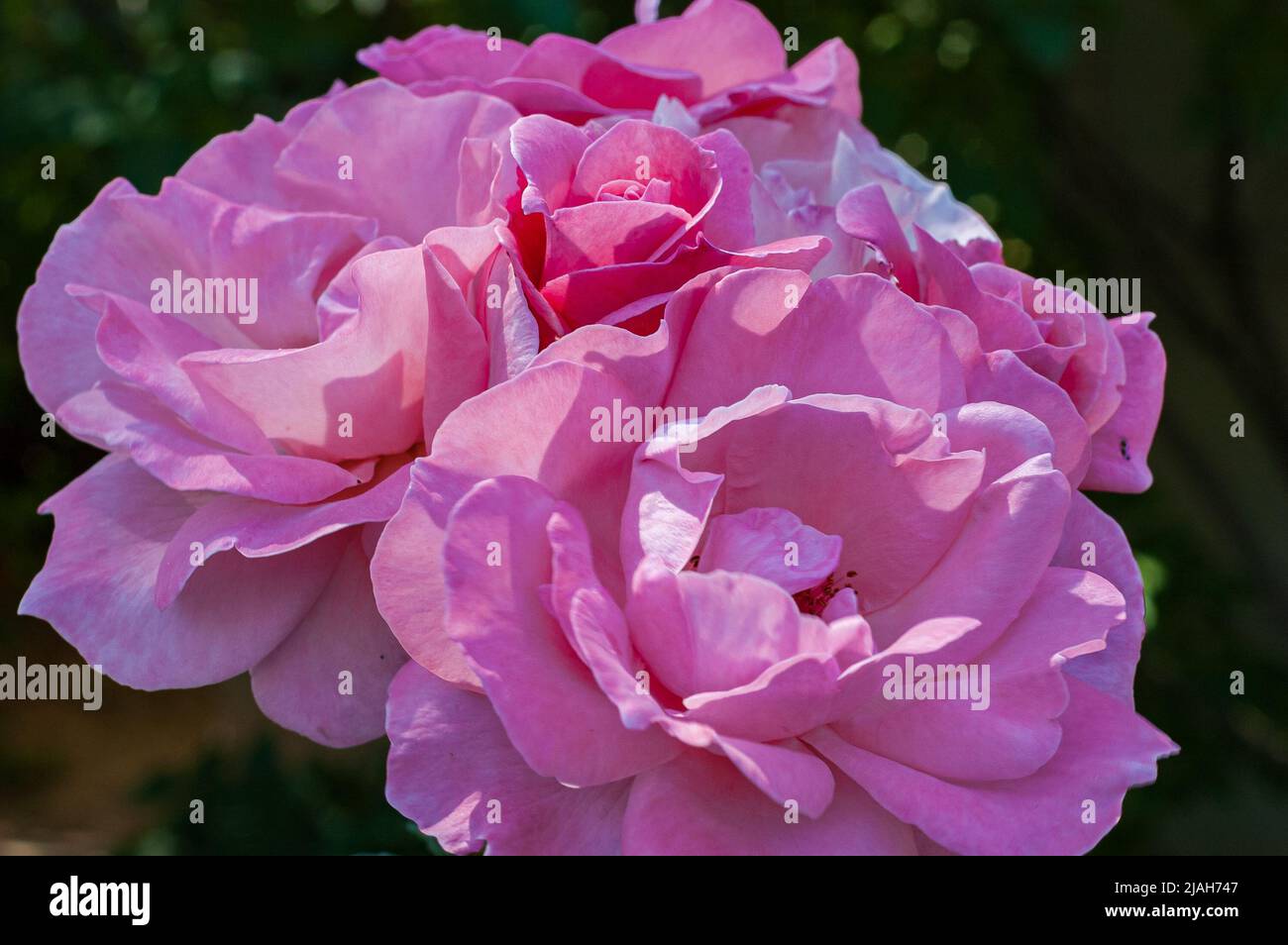 Typical flowers of the Italian peninsula Stock Photo - Alamy