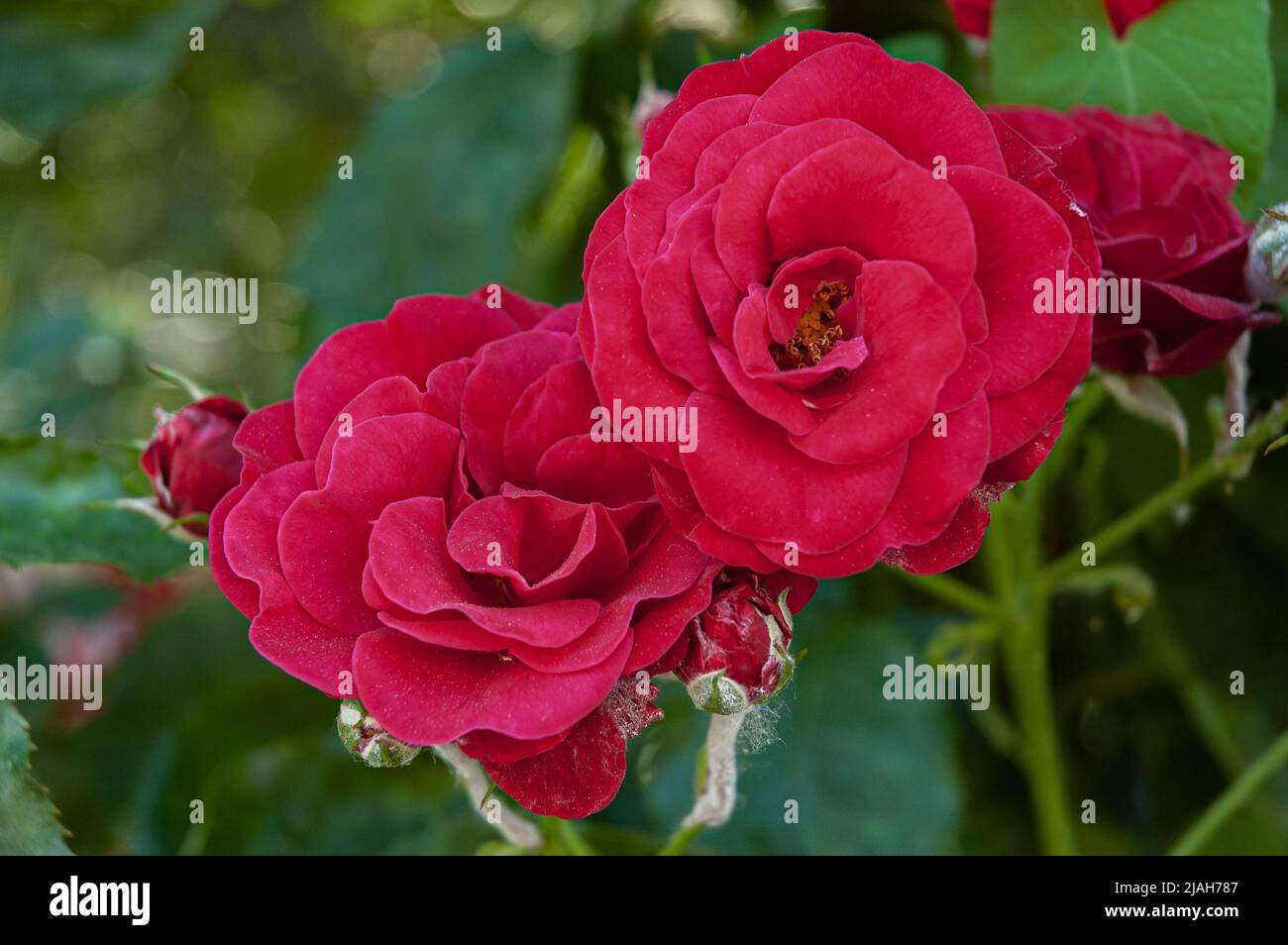 Typical flowers of the Italian peninsula Stock Photo - Alamy