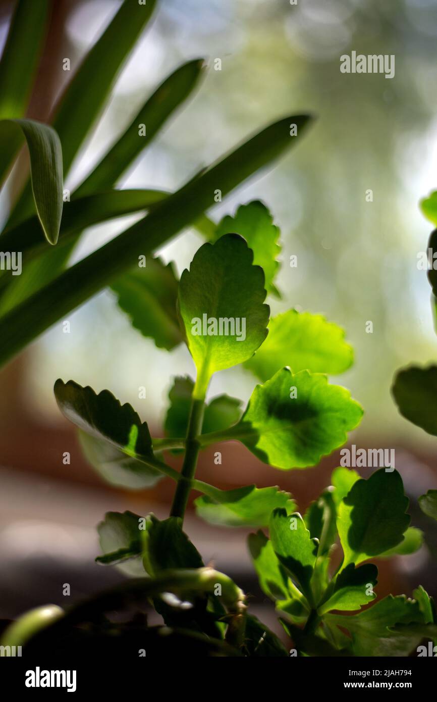 Green plants in pots on the windowsill in the rays of the contour light ...