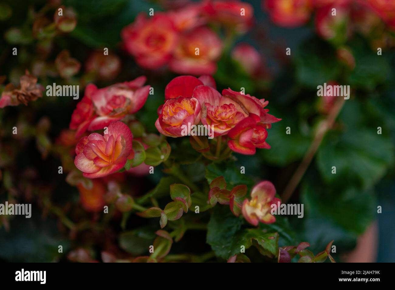 Typical flowers of the Italian peninsula Stock Photo - Alamy