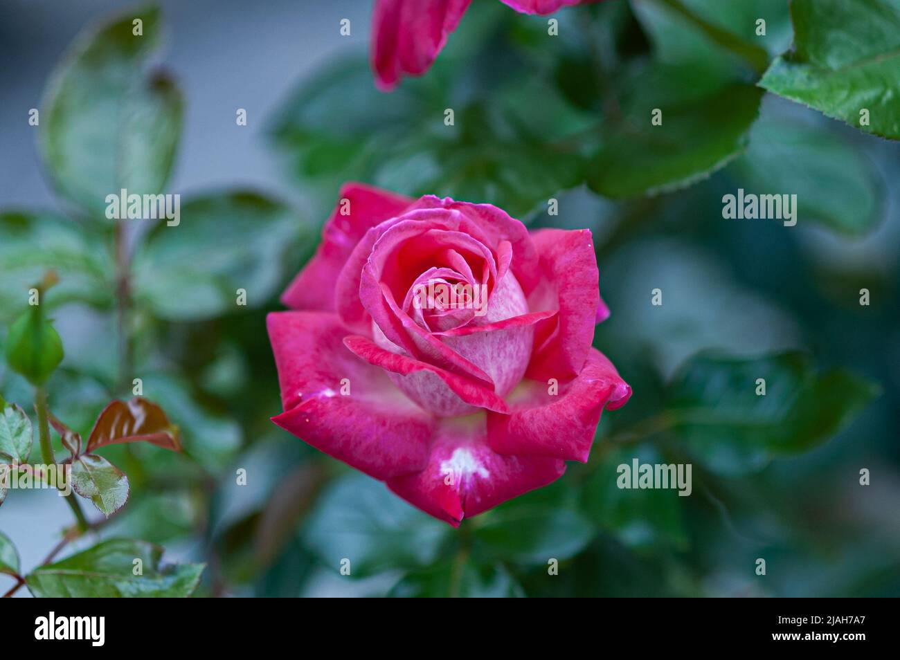 Typical flowers of the Italian peninsula Stock Photo - Alamy