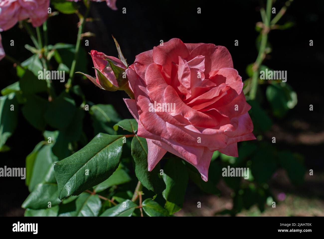 Typical flowers of the Italian peninsula Stock Photo - Alamy