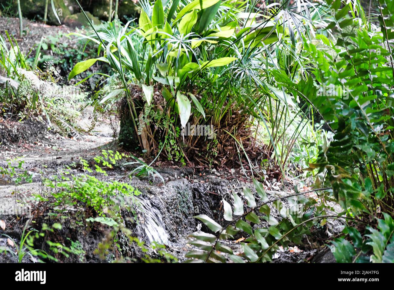 The Bath of Venus, one of the most beautiful parts of the English ...