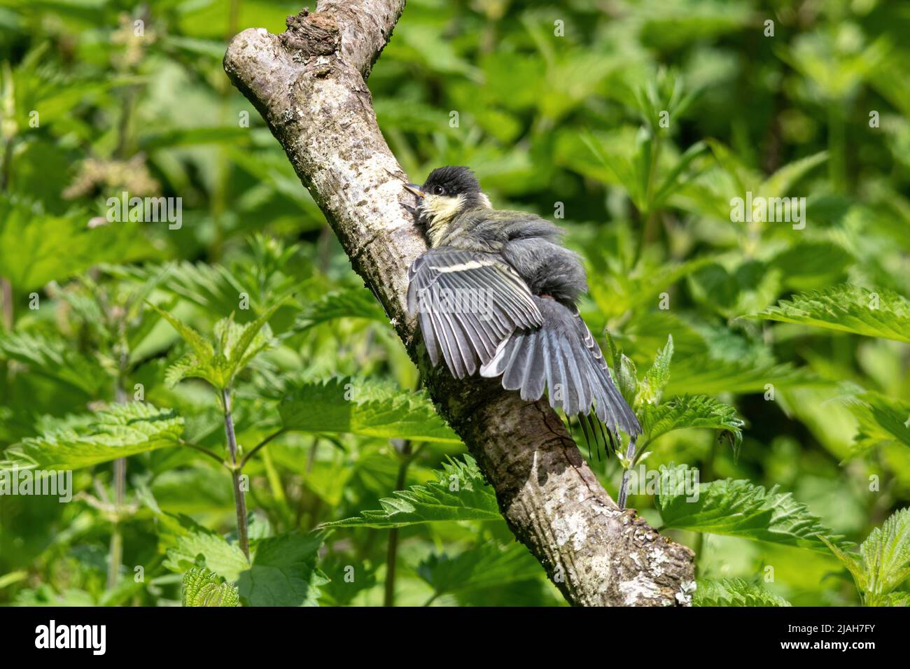 Great tit (Parus major) sunning itself or sunbathing on a tree branch ...