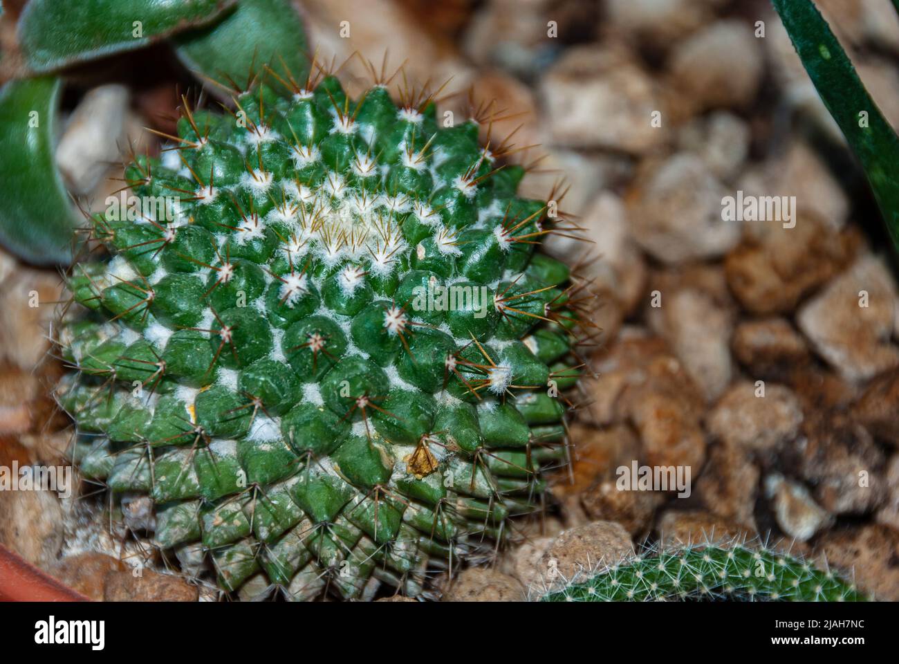 Typical flowers of the Italian peninsula Stock Photo - Alamy