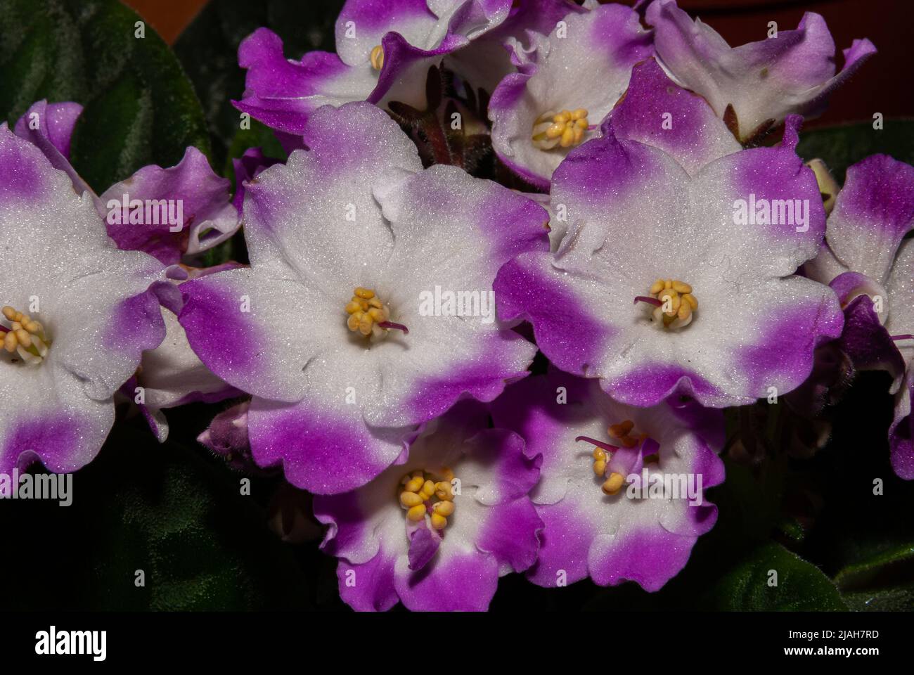 Typical flowers of the Italian peninsula Stock Photo - Alamy