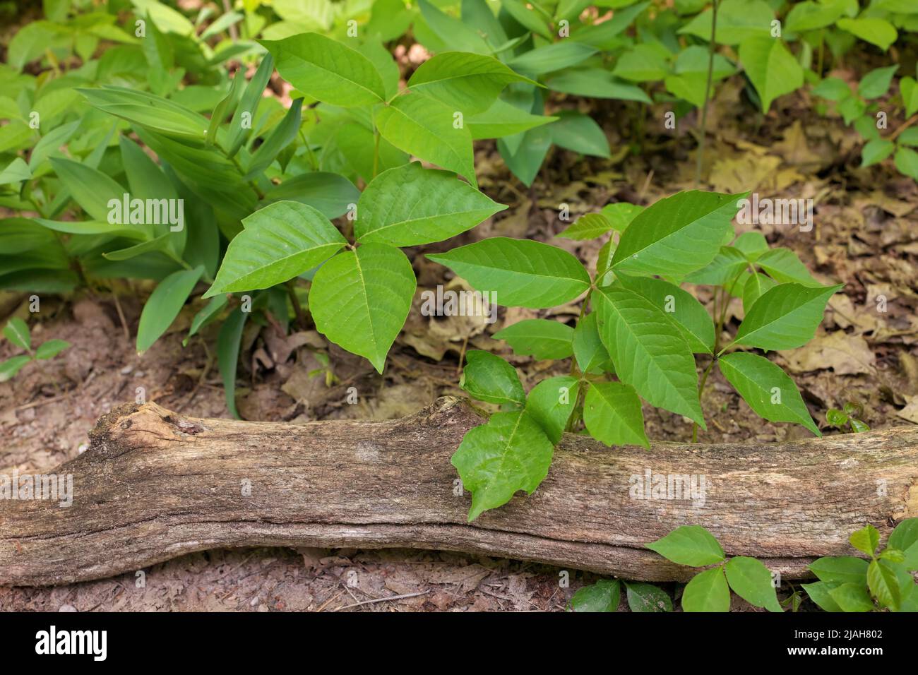 High Angle Close up of a Patch of Poison Ivy Plants on a Sunny Day ...