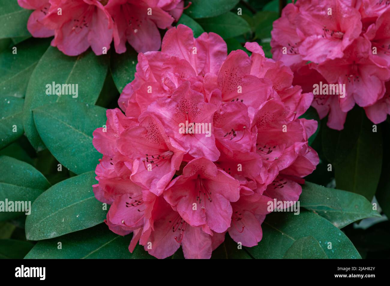 Typical flowers of the Italian peninsula Stock Photo - Alamy