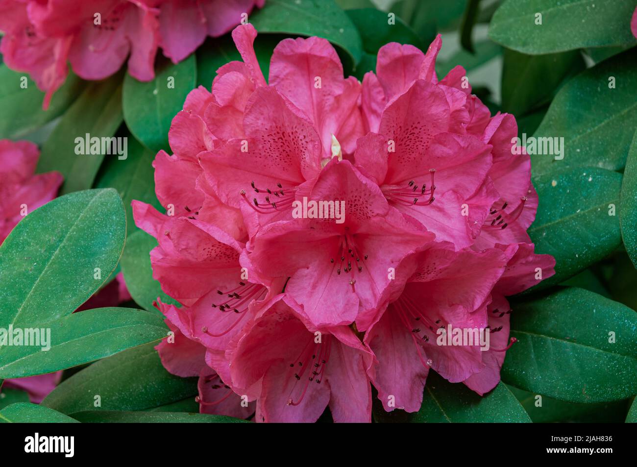 Typical flowers of the Italian peninsula Stock Photo - Alamy