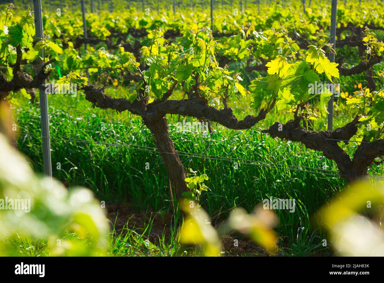 Wide grape fields in spring attractive place Stock Photo - Alamy
